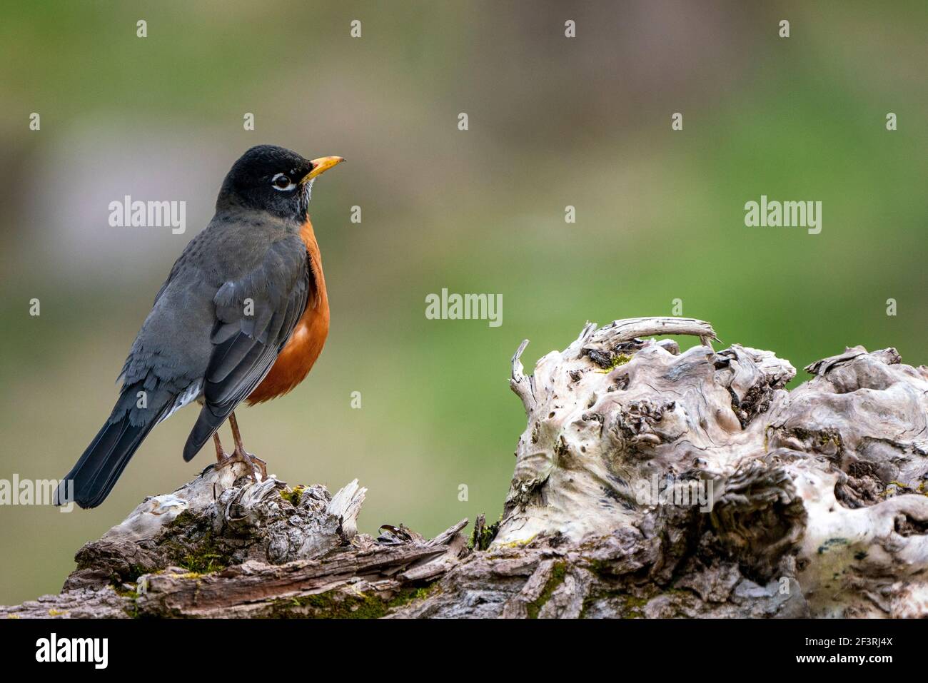 Male american robin hi-res stock photography and images - Alamy