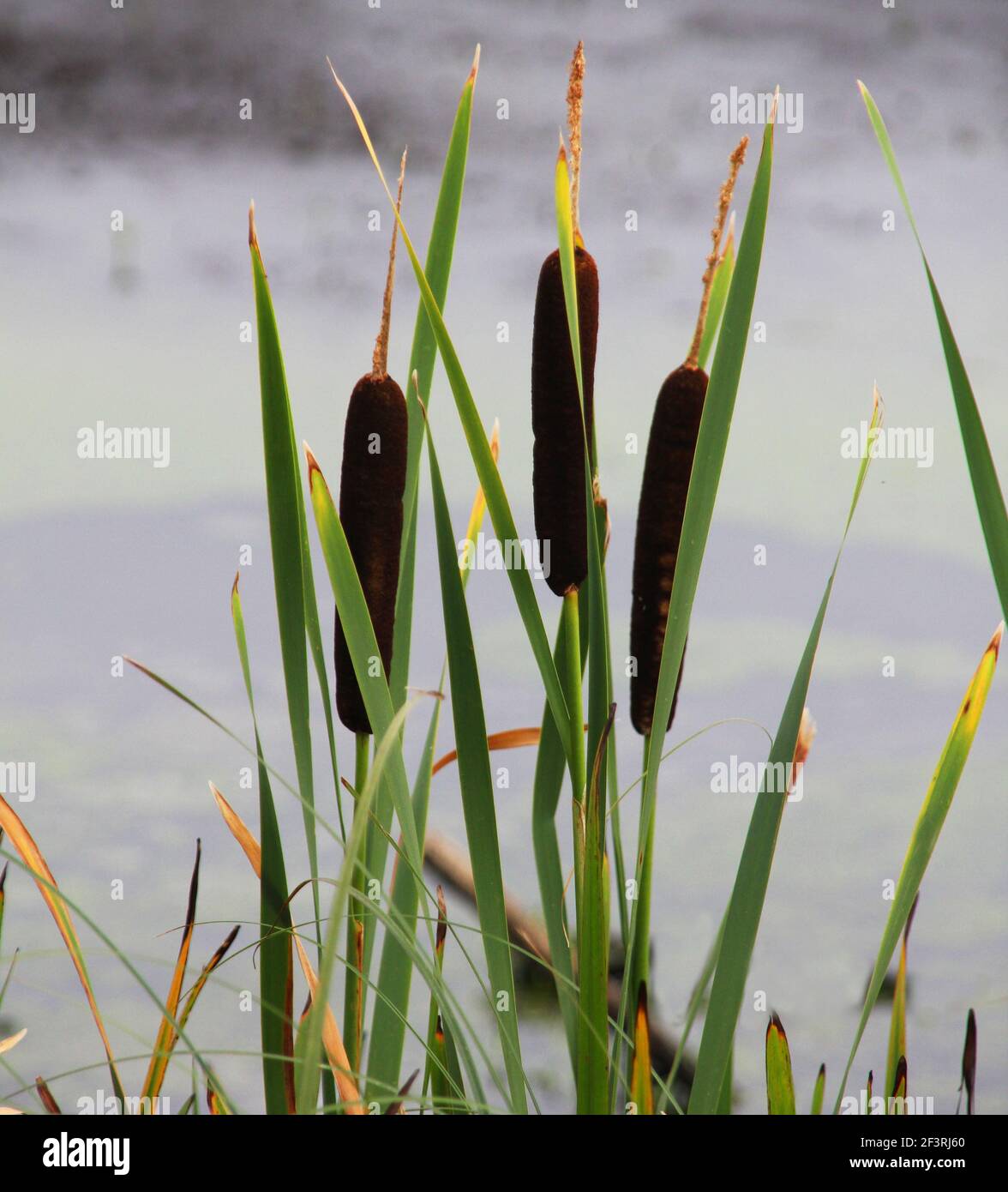 Common bulrush reeds. A close up of three Stock Photo - Alamy