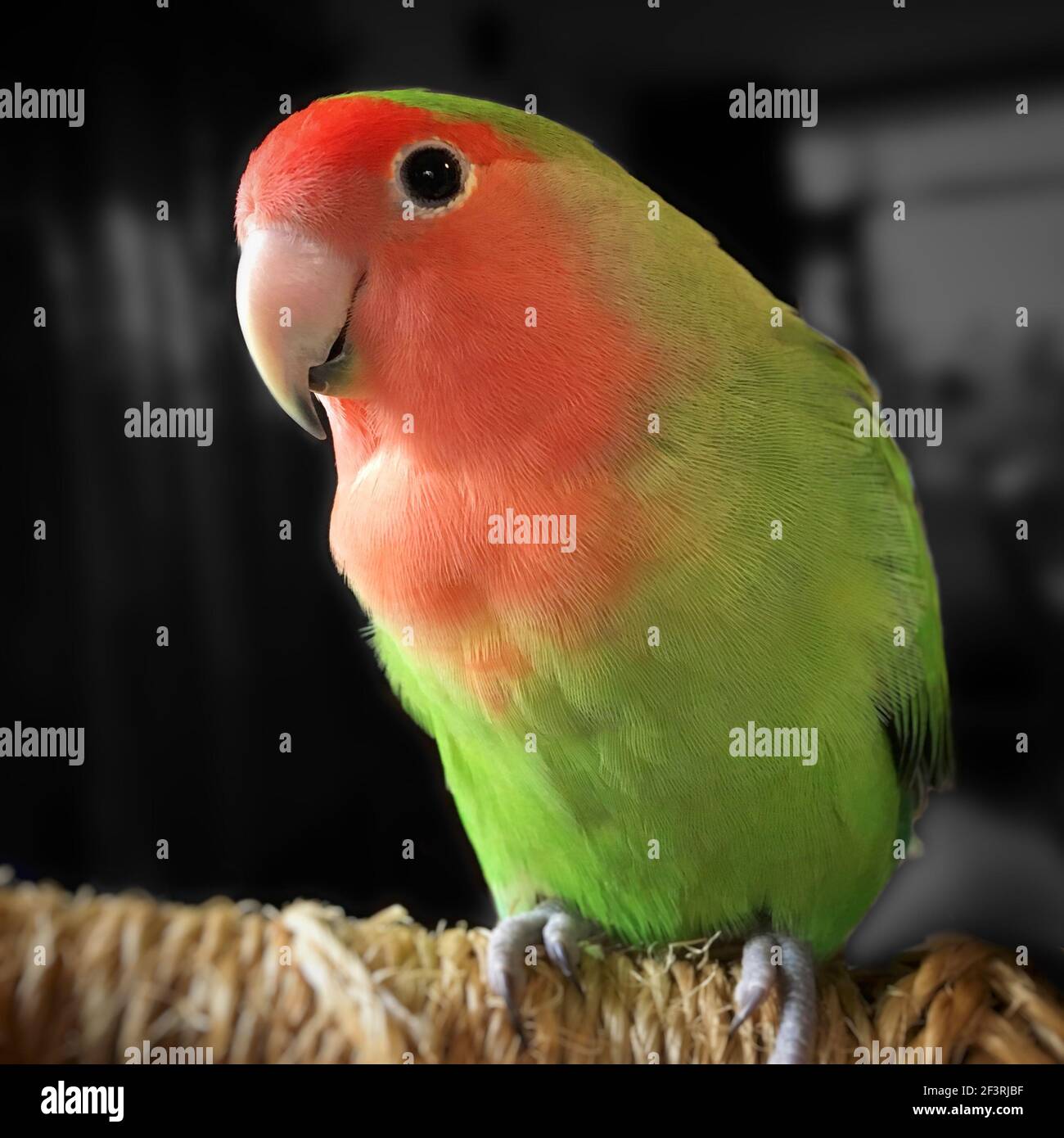 A cute peach faced lovebird looking friendly. The little parrot is ...