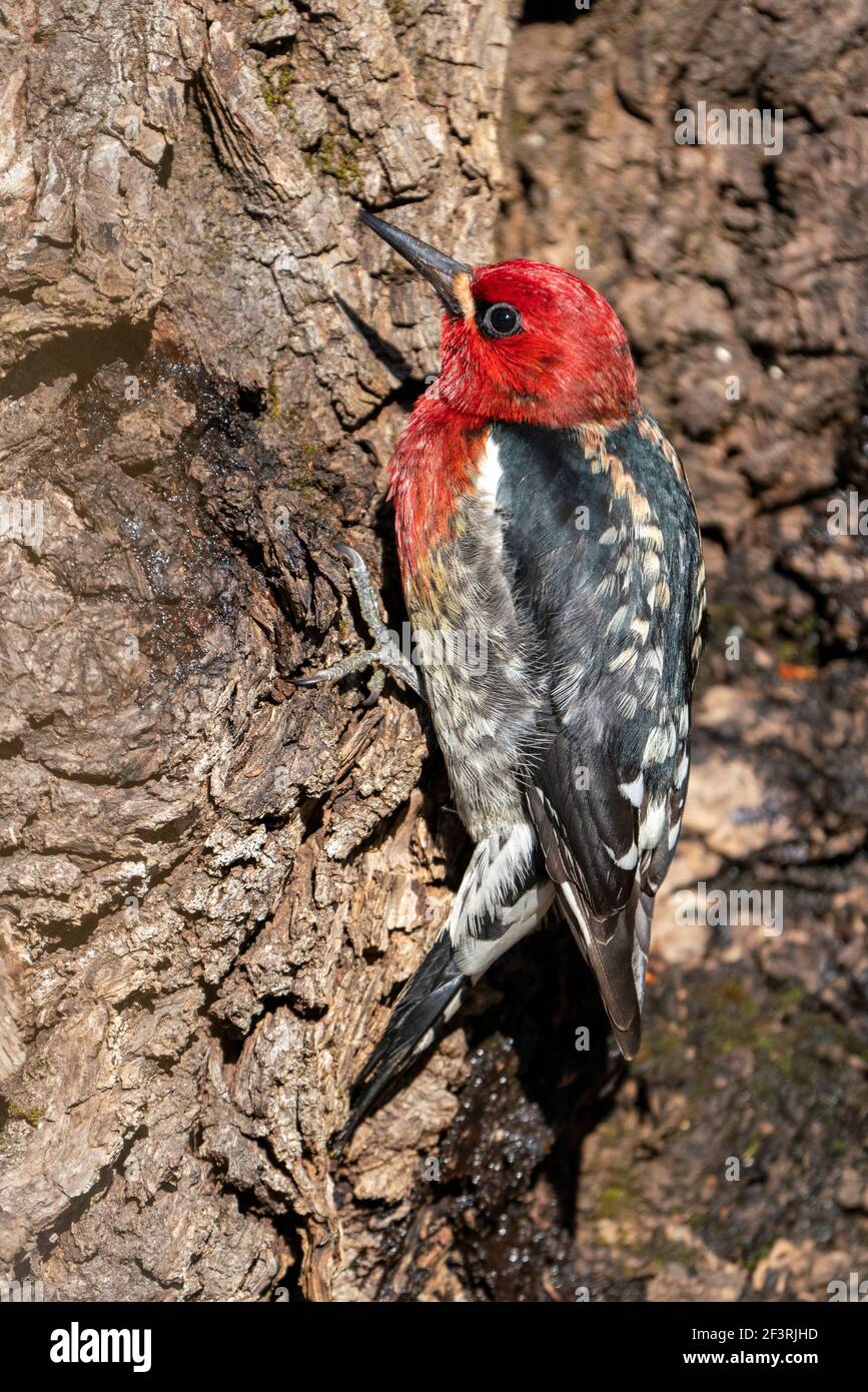 Red breasted sapsucker hi-res stock photography and images - Alamy