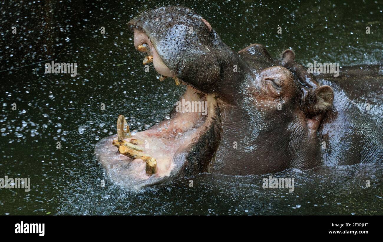 Happy hippo hi-res stock photography and images - Alamy