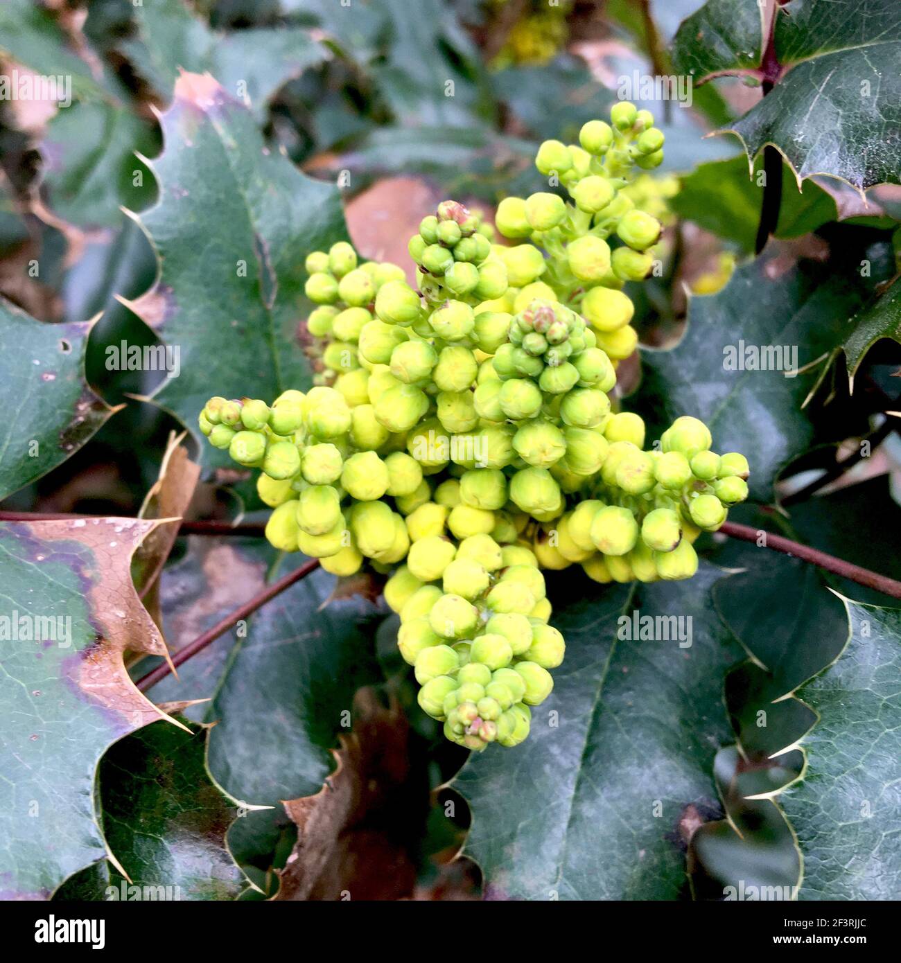 Holly tree garden hi-res stock photography and images - Alamy