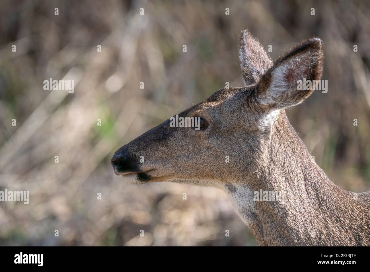 Closeup white tailed deer hi-res stock photography and images - Alamy