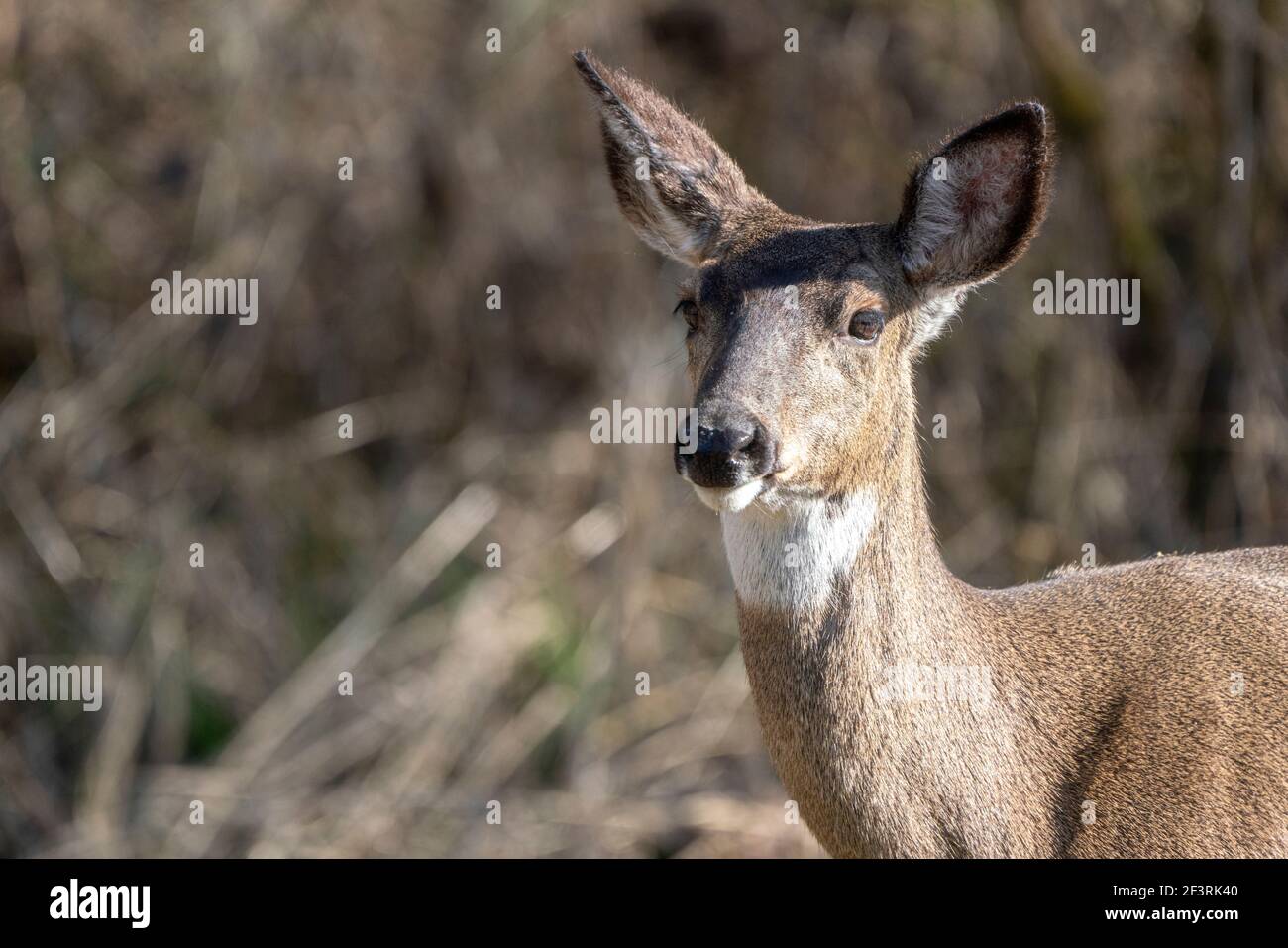 Closeup white tailed deer hi-res stock photography and images - Alamy