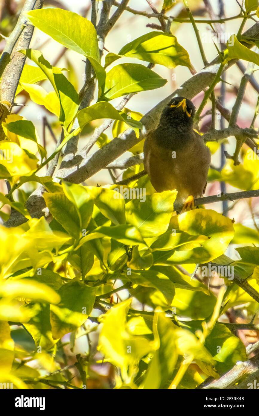 Common myna bird nesting hi-res stock photography and images - Alamy