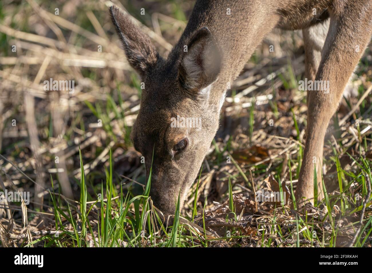 Closeup white tailed deer hi-res stock photography and images - Alamy