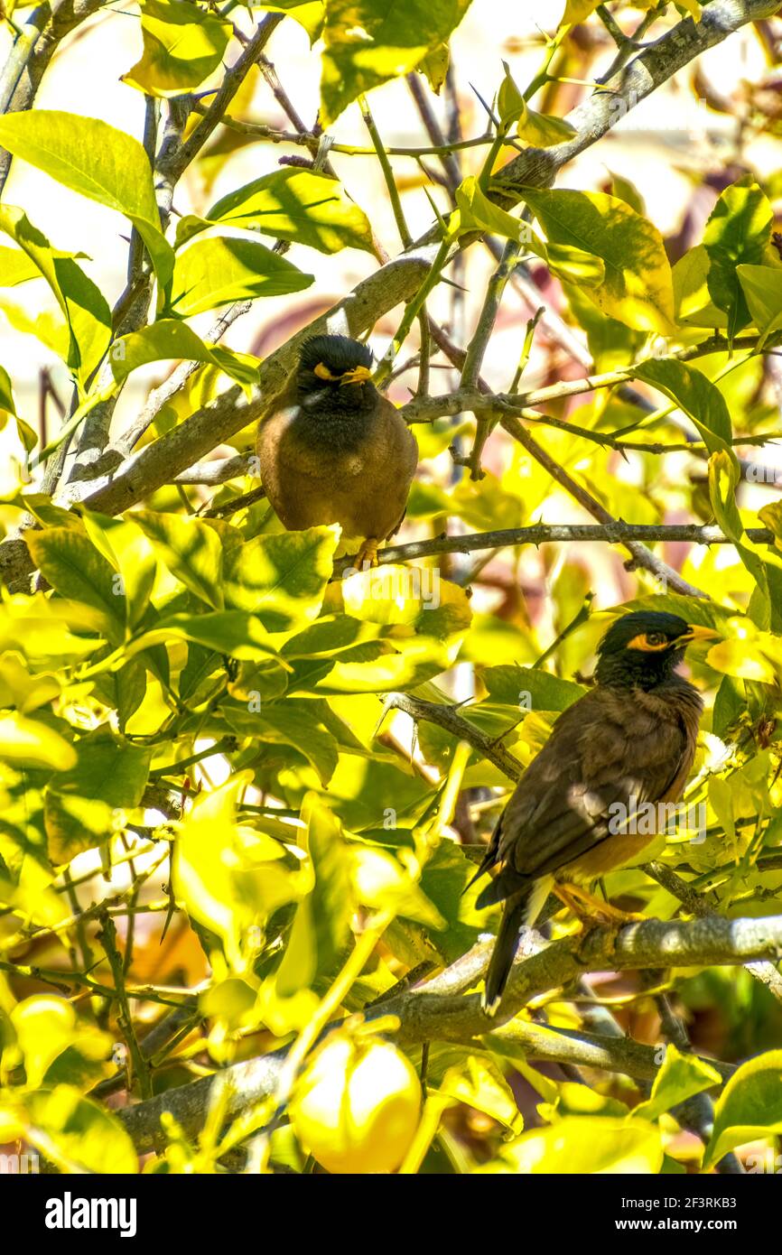 Common myna bird nesting hi-res stock photography and images - Alamy