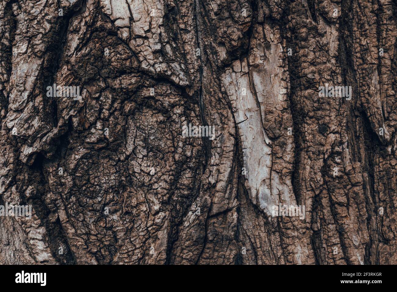 Maple wood texture hi-res stock photography and images - Alamy