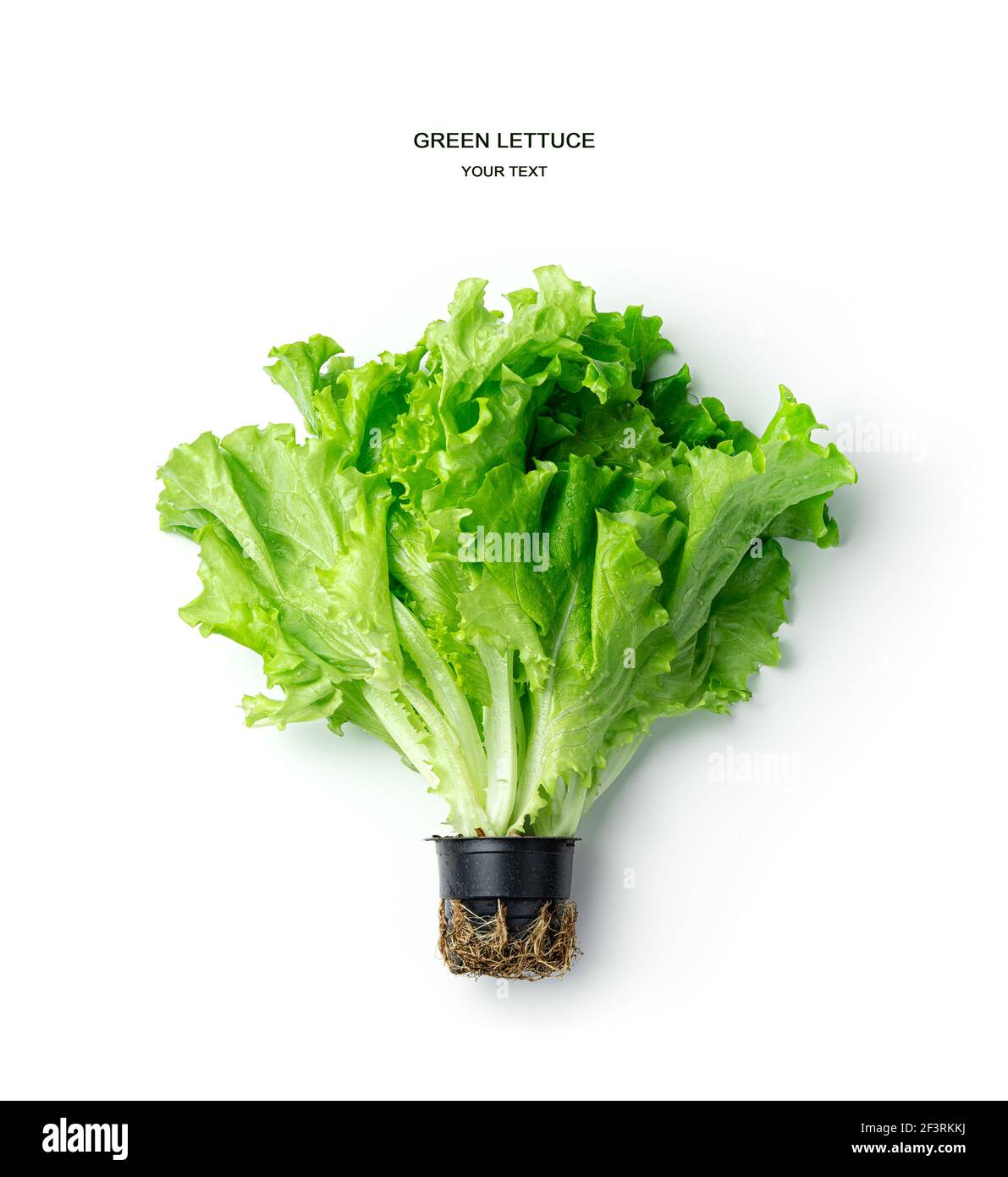 Fresh, juicy lettuce with water drops in a pot on a white background ...