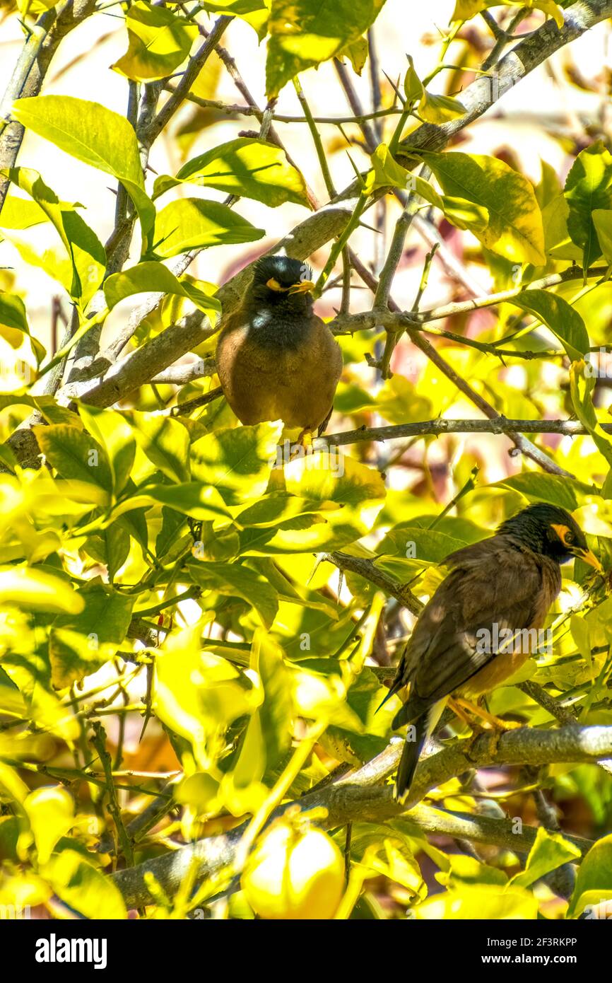 Common myna bird nesting hi-res stock photography and images - Alamy