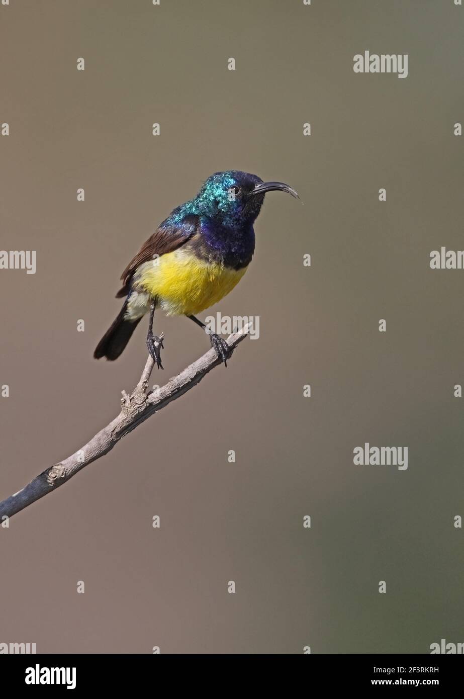 Variable Sunbird (Cinnyris venustus) male perched on stick Lake ...