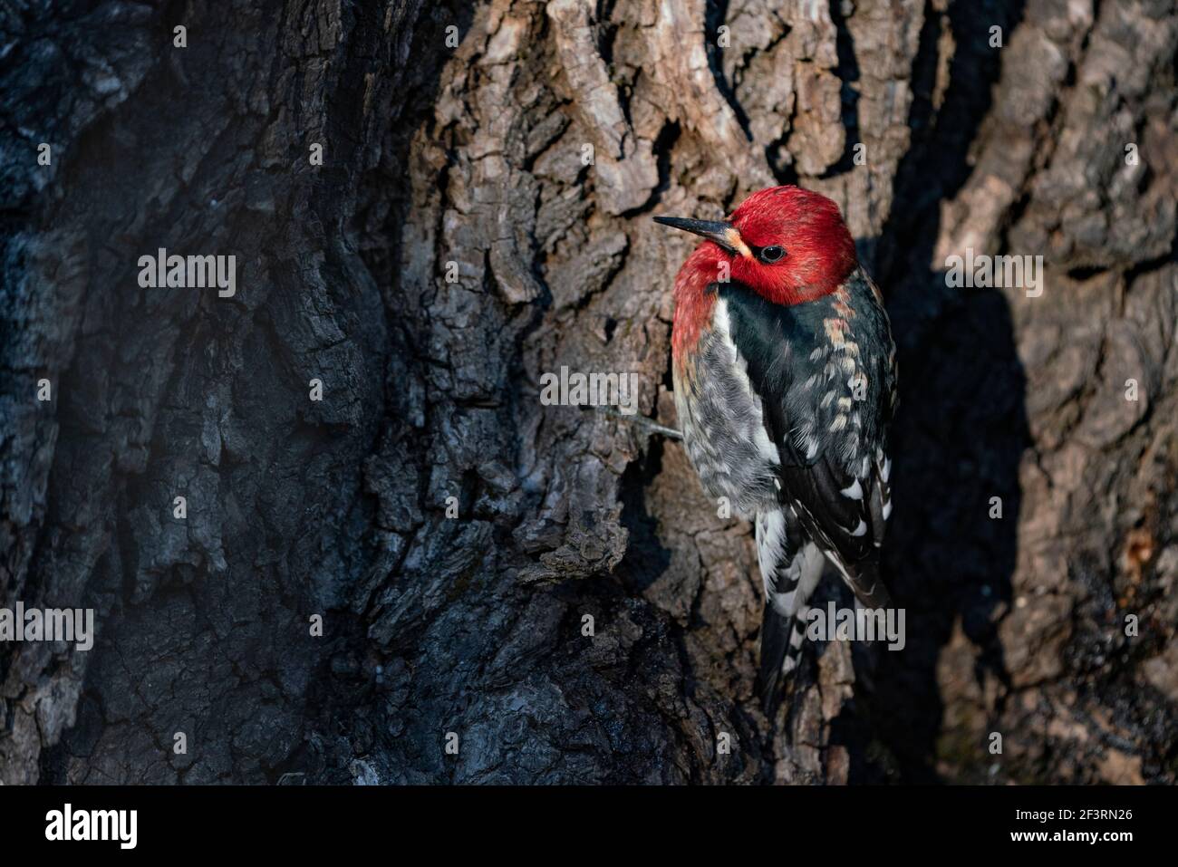 Sapsucker tree hi-res stock photography and images - Alamy