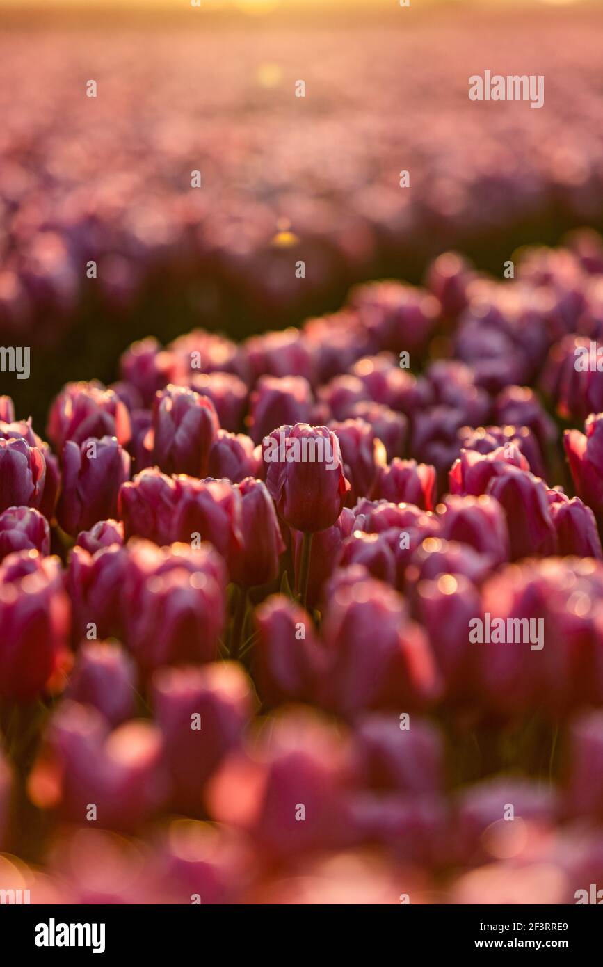 Pink tulips field with the sunlight. Famous beautiful flower bloom in spring day Stock Photo - Alamy