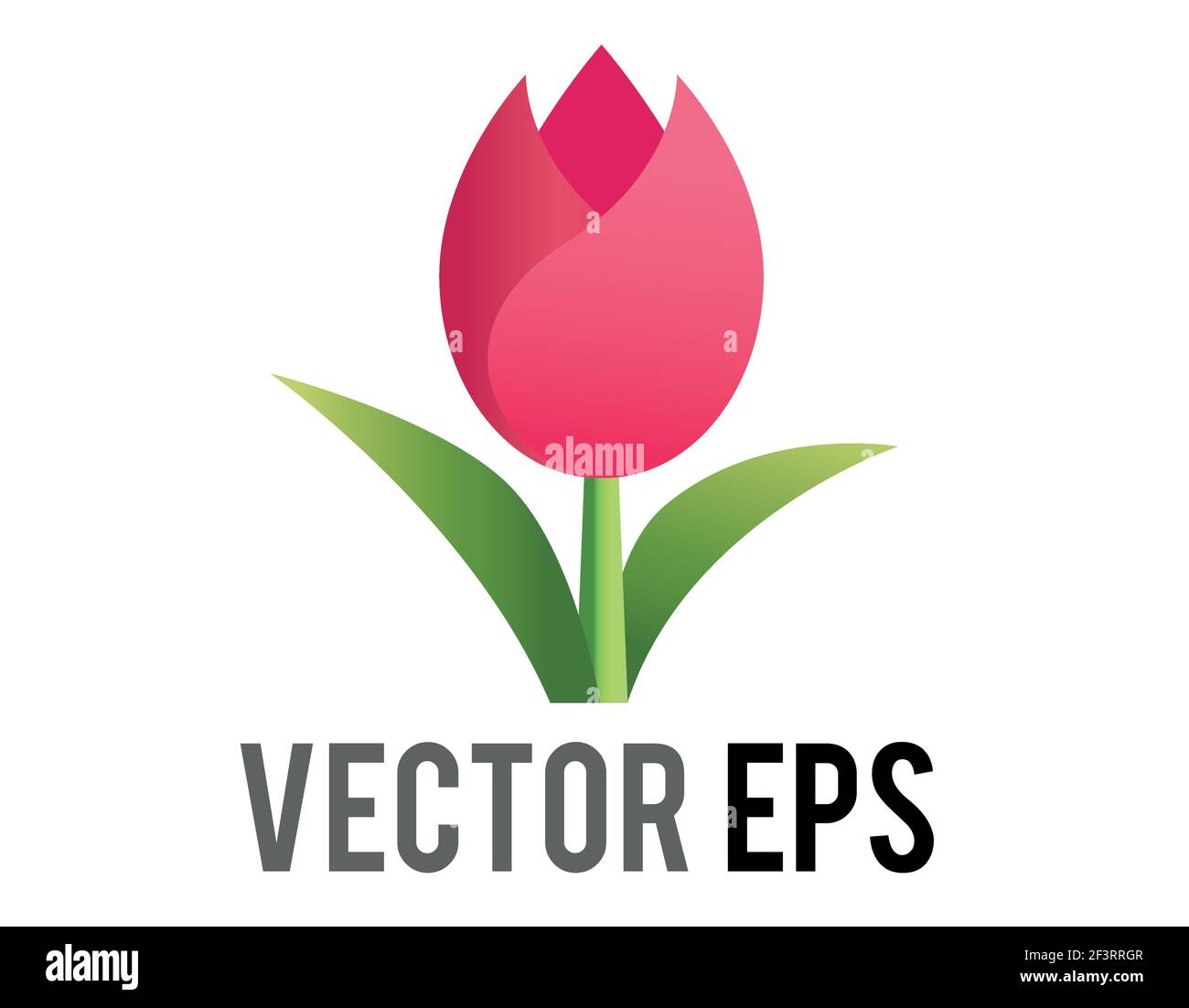 Tulip vector vectors hi-res stock photography and images - Alamy