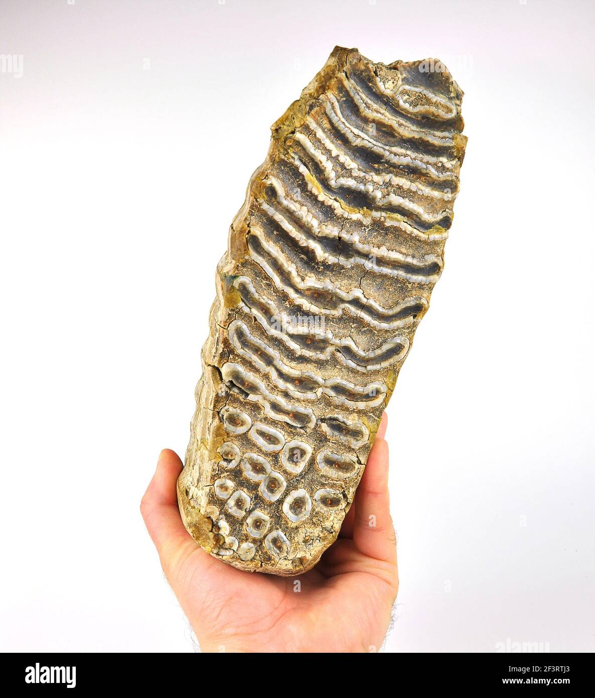 Mammoth tooth fossil hi-res stock photography and images - Alamy