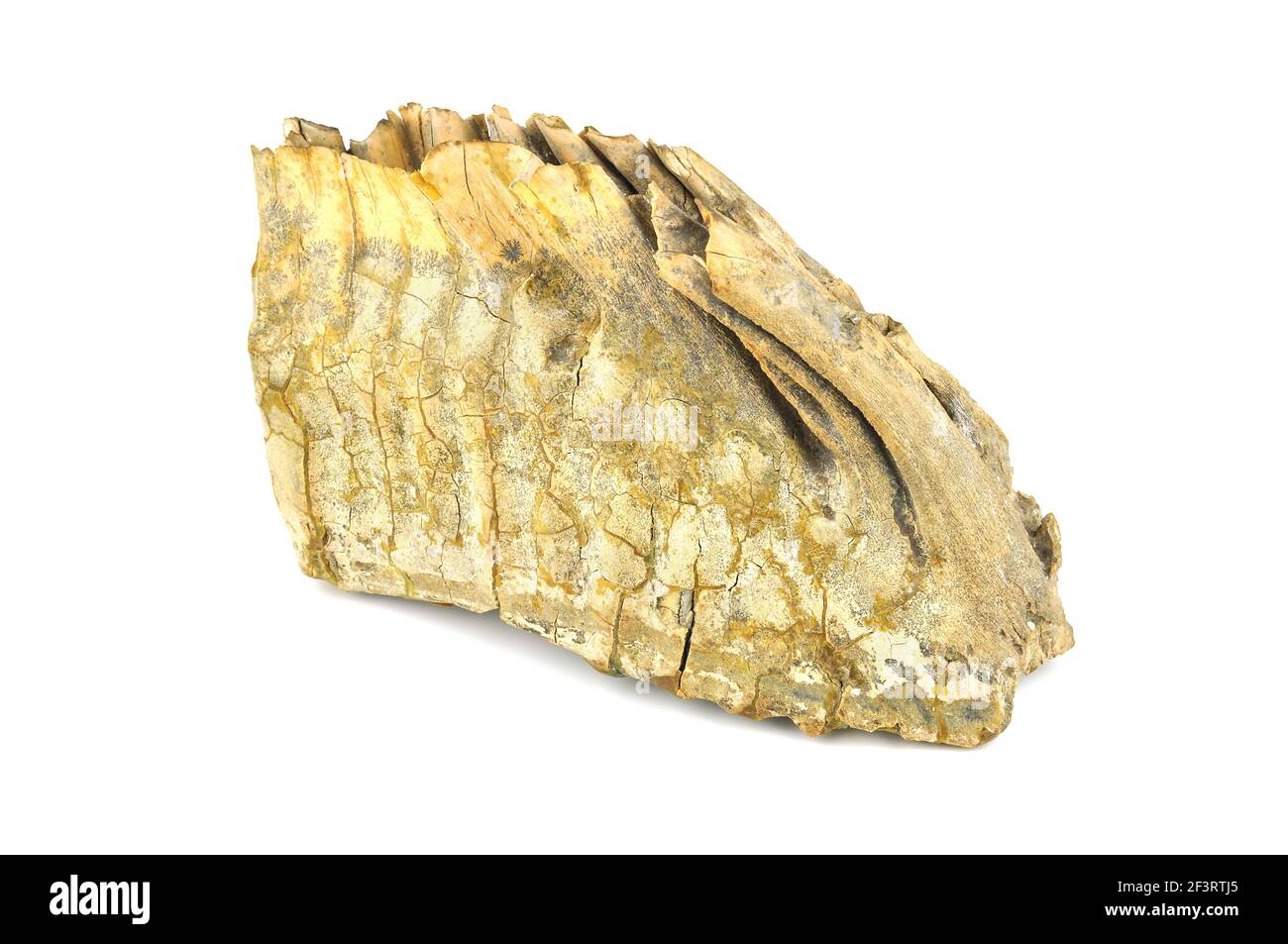 Elephant molar tooth hi-res stock photography and images - Alamy
