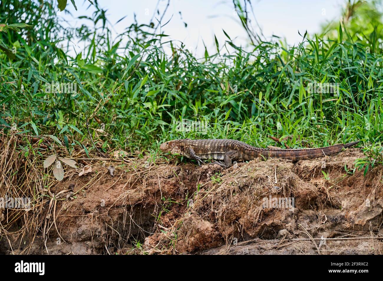 Paraguayensis hi-res stock photography and images - Alamy