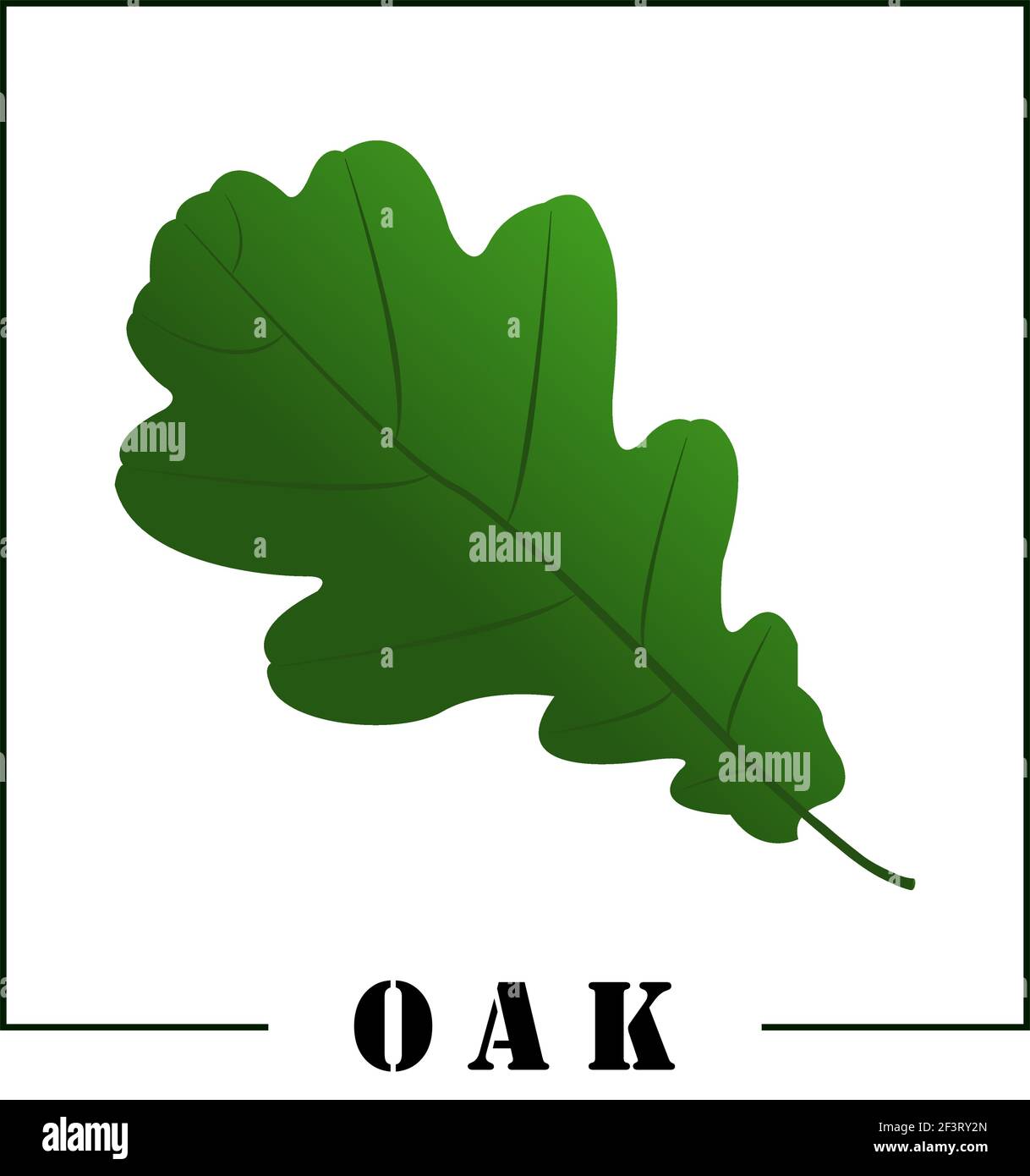 Green oak leaf and the inscription oak. Design element. Vector flat ...