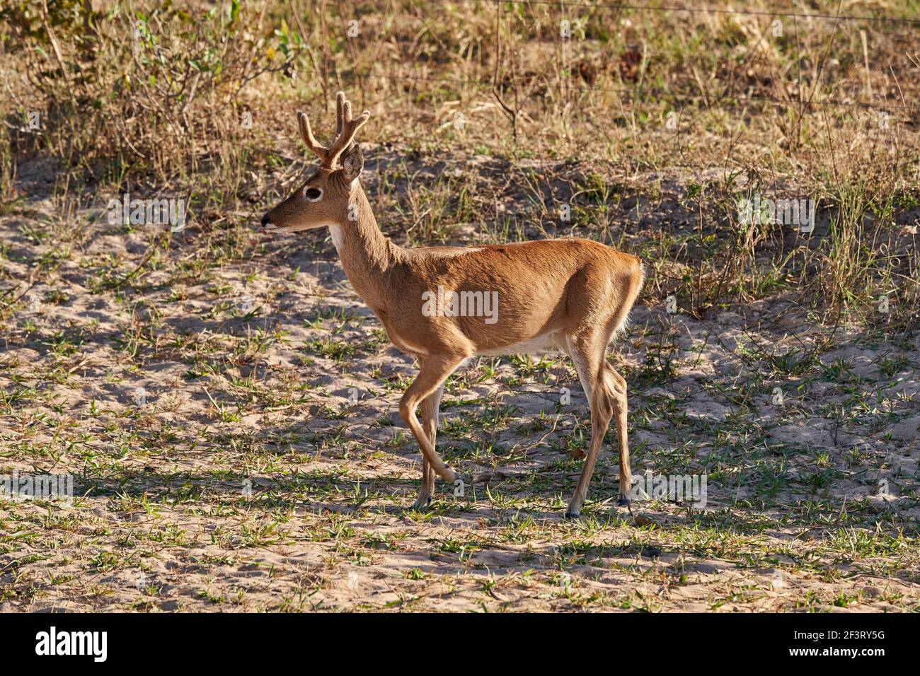 Largest deer species from south america hi-res stock photography and ...