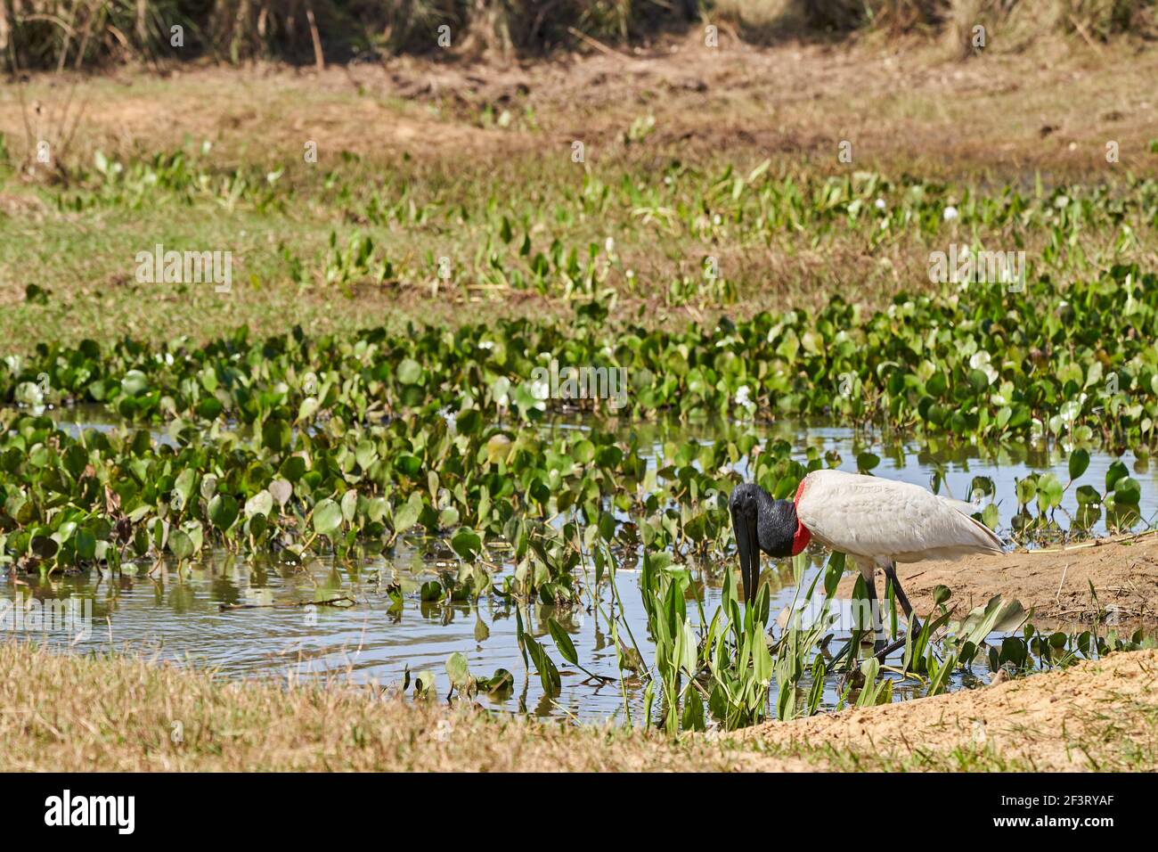 Stork species hi-res stock photography and images - Alamy
