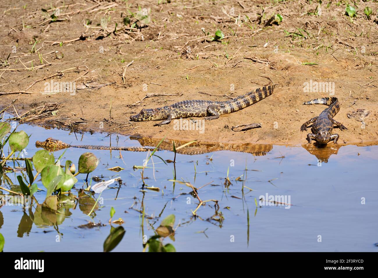 Black caiman habitat hi-res stock photography and images - Alamy