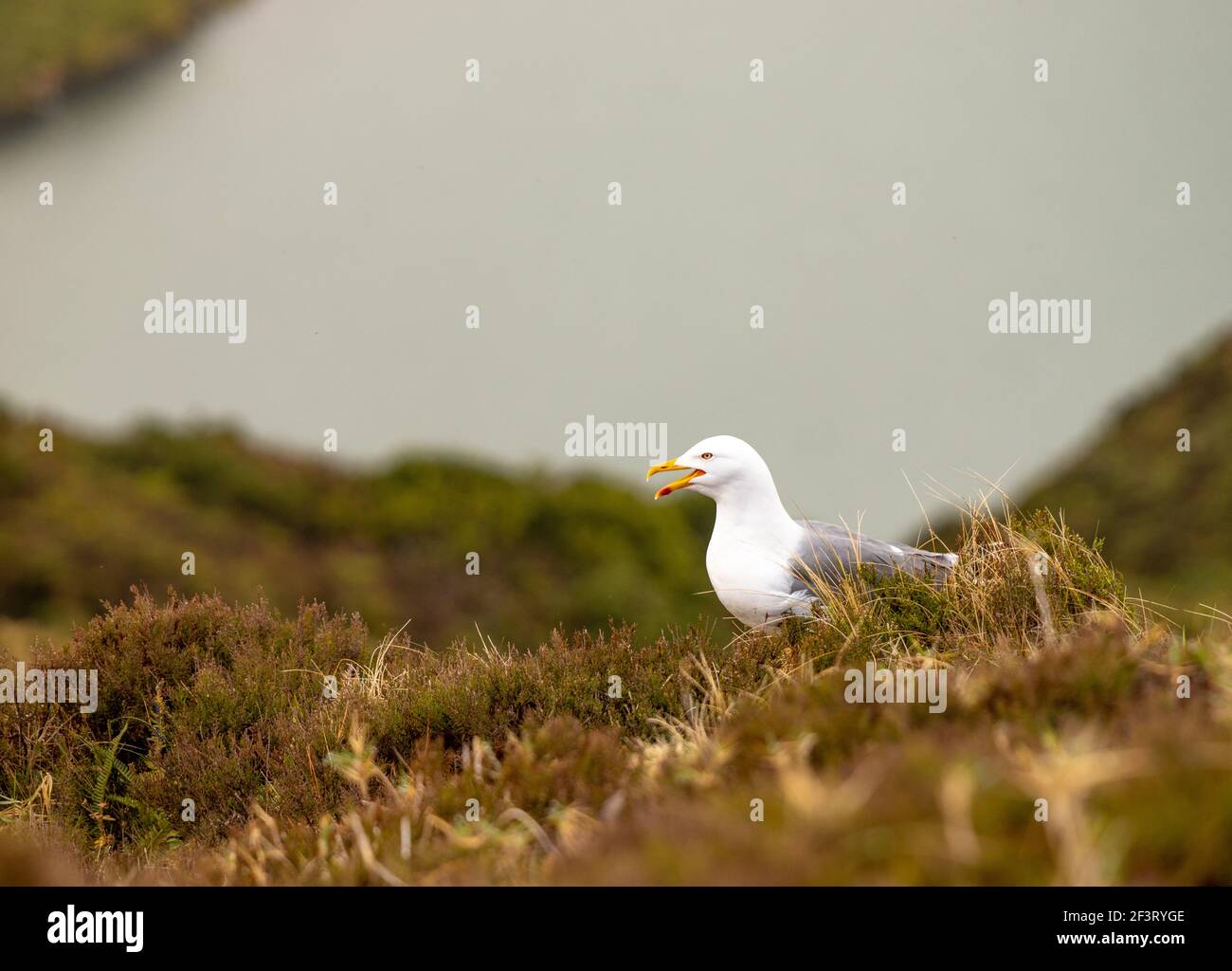 Seagull sitting in green vegetation, Azores heather, flora, travel ...