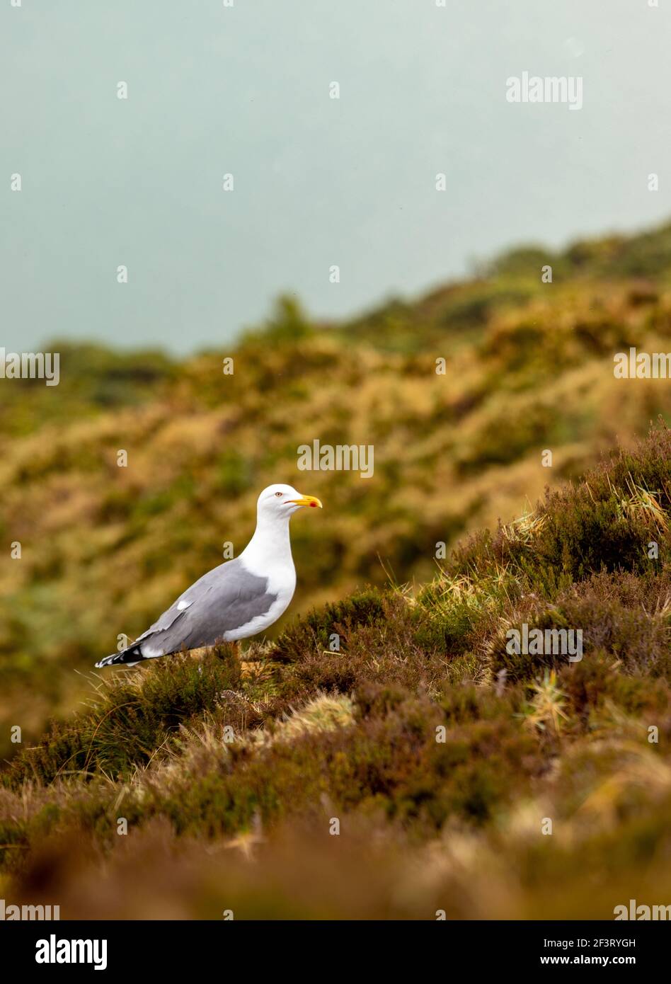 Sao miguel azores heather hi-res stock photography and images - Alamy