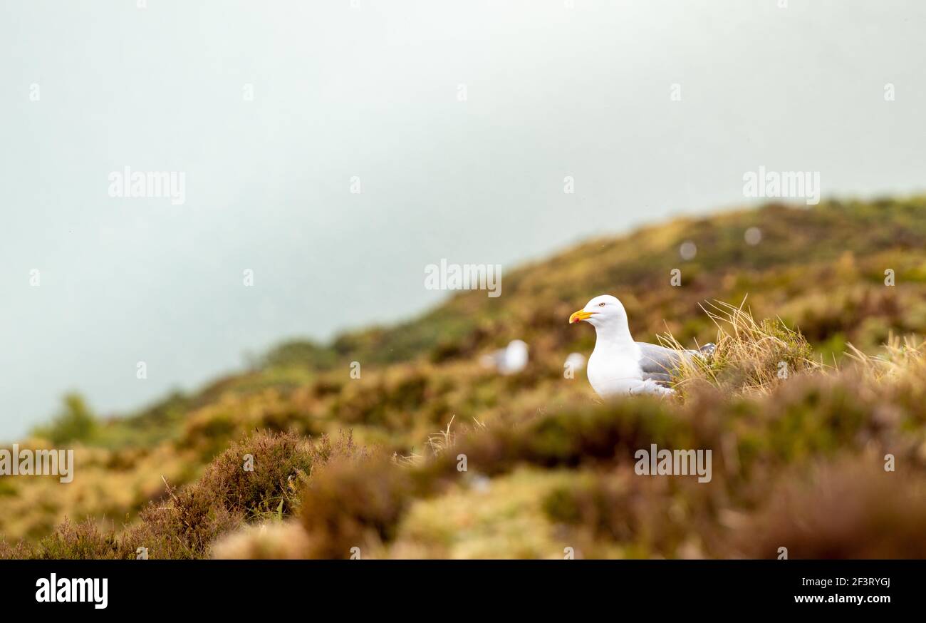 Azorean heather hi-res stock photography and images - Alamy