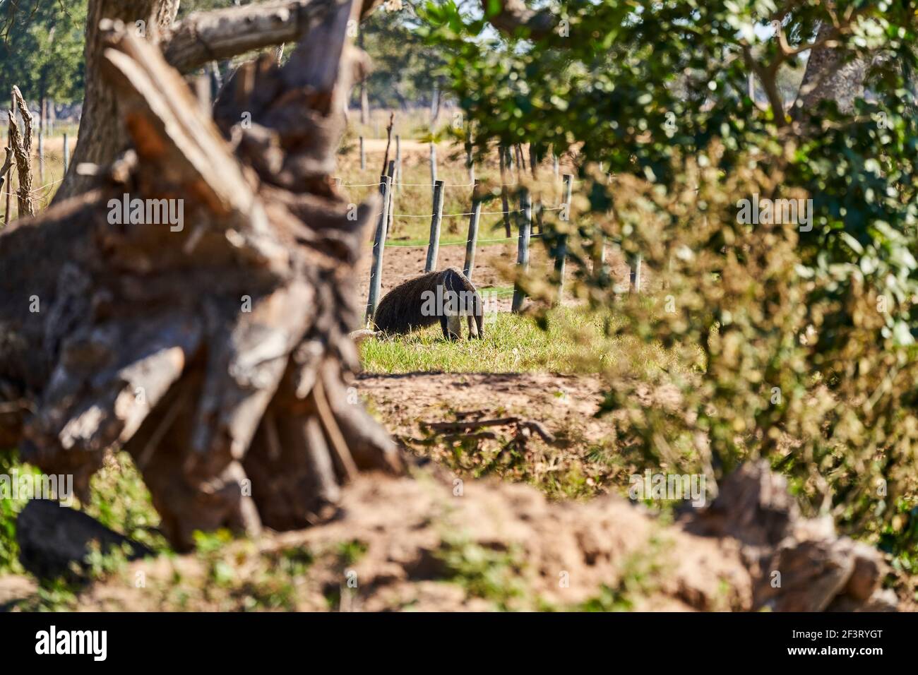 giant anteater walking over a meadow of a farm in the southern Pantanal ...