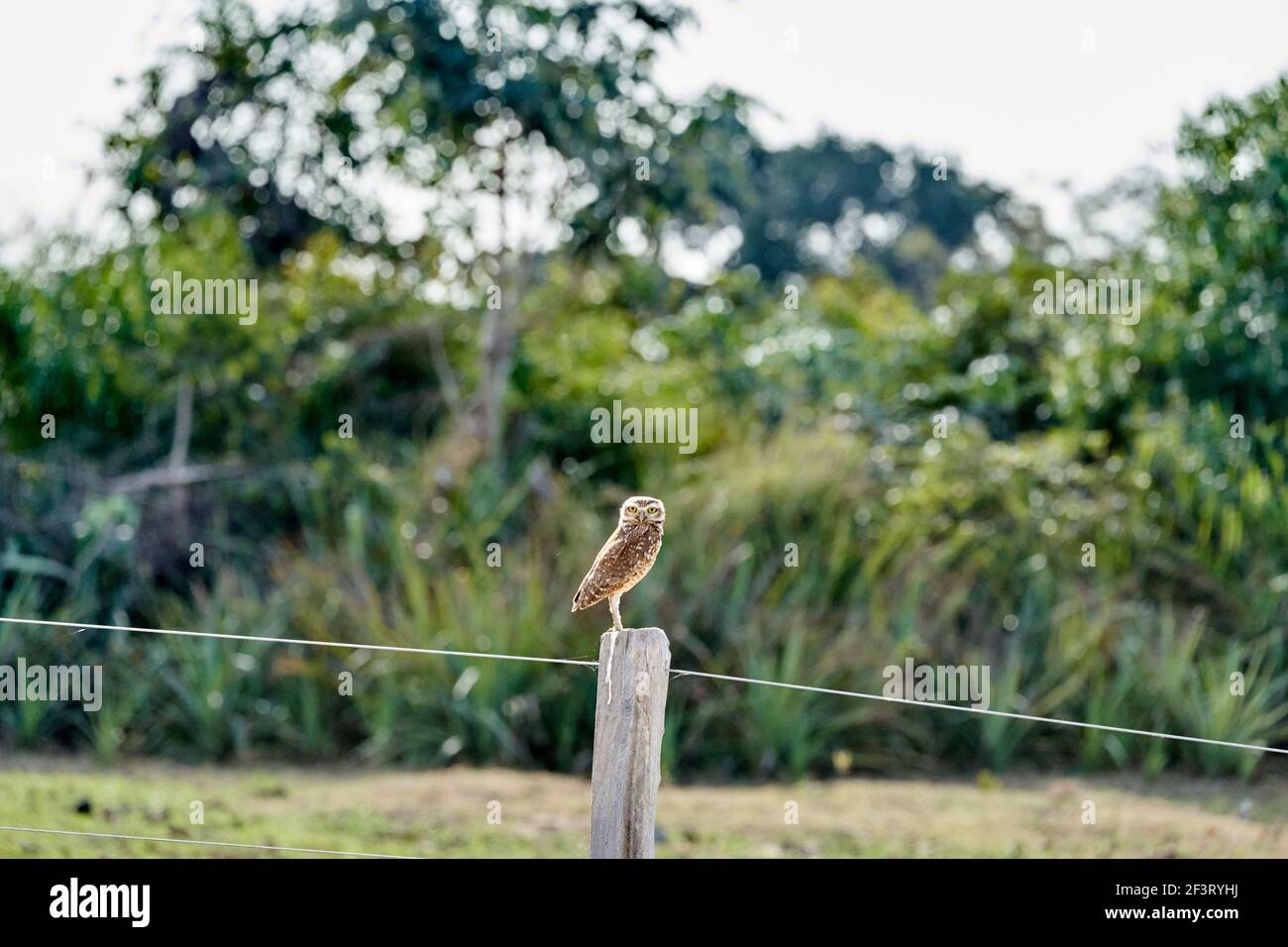 Little owl on a pole hi-res stock photography and images - Alamy