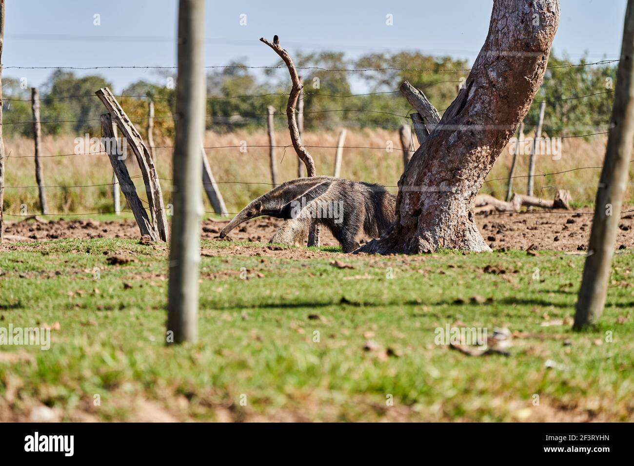 giant anteater walking over a meadow of a farm in the southern Pantanal ...