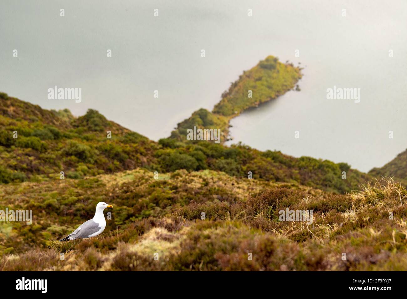 Seagull sitting in green vegetation, Azores heather, flora, travel ...