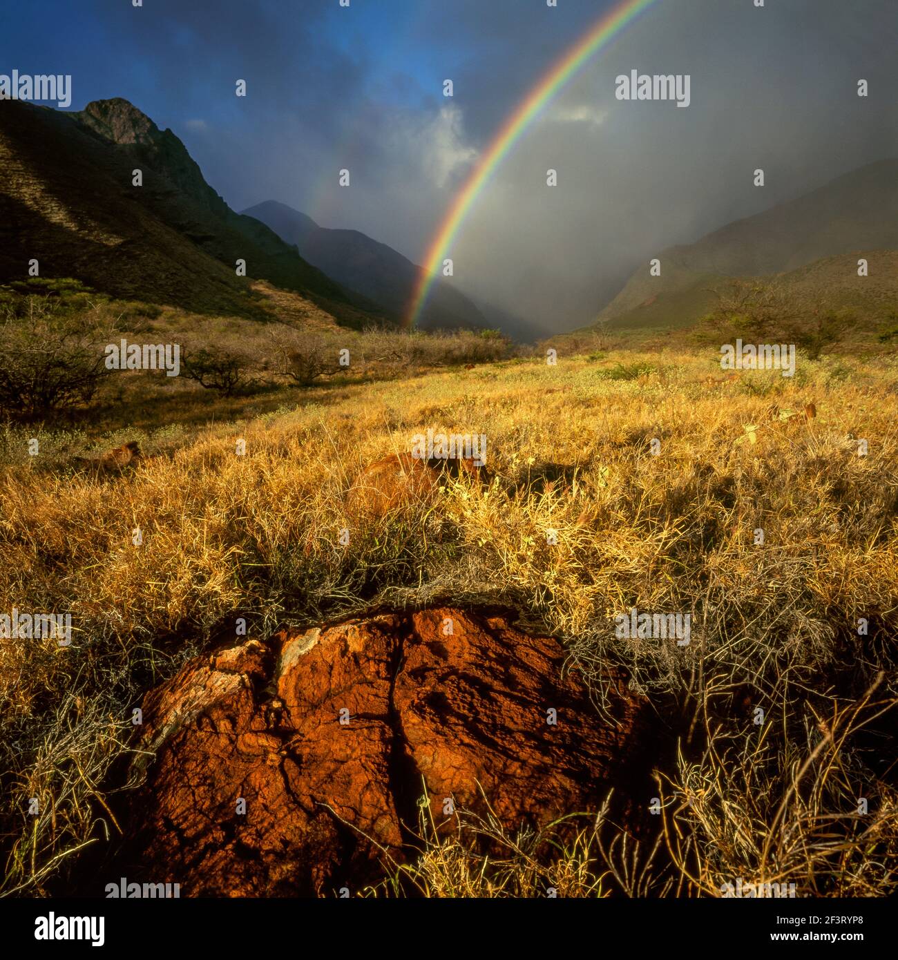 Maui activity hi-res stock photography and images - Alamy