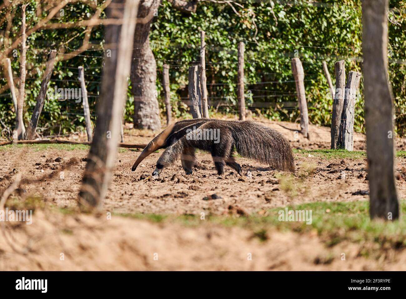 giant anteater walking over a meadow of a farm in the southern Pantanal ...