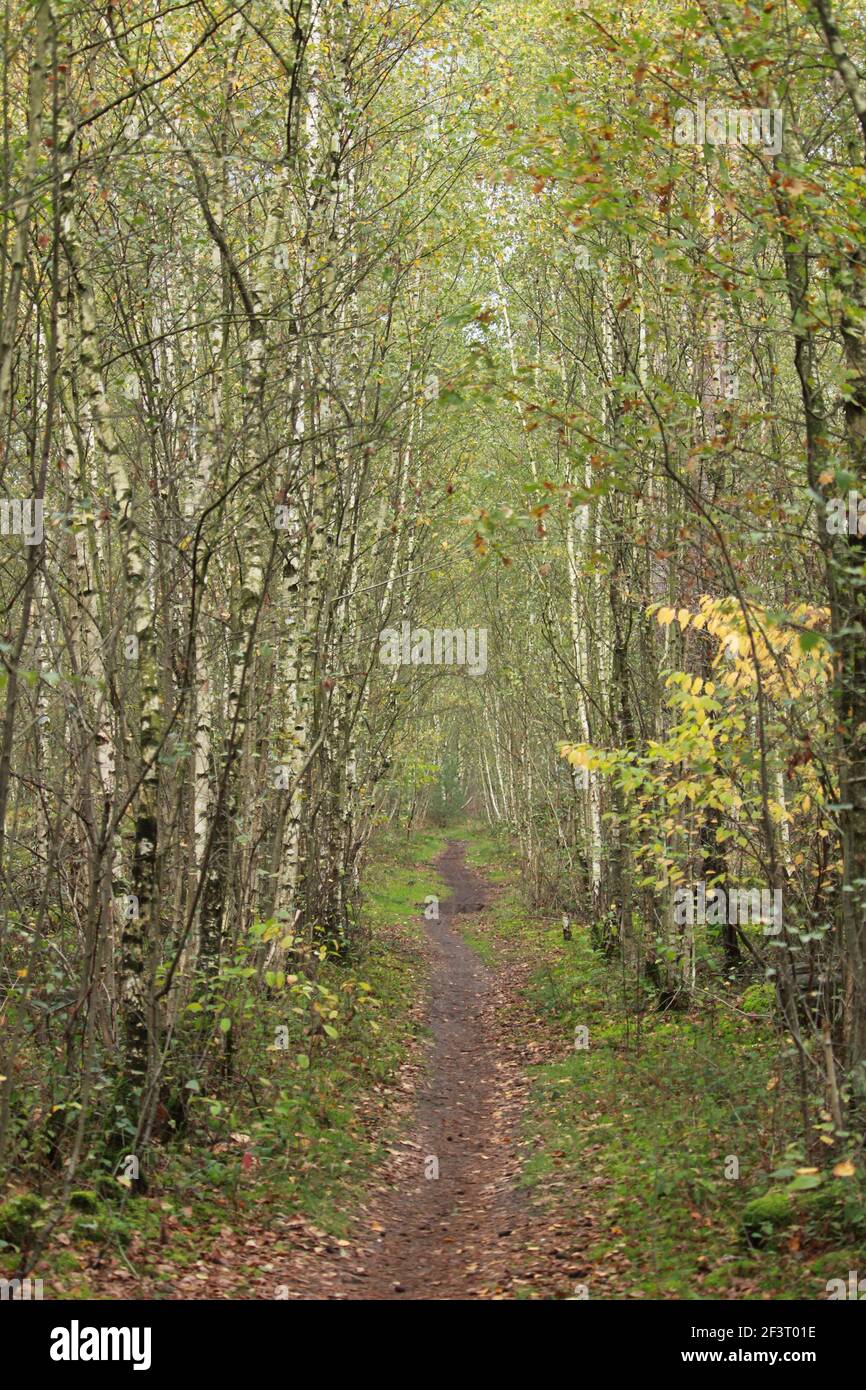 A beautiful view of a long narrow rural road surrounded by trees Stock ...