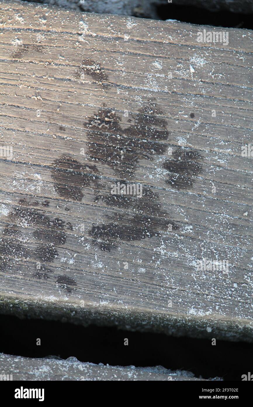 Closeup shot animal footprint trail hi-res stock photography and images ...
