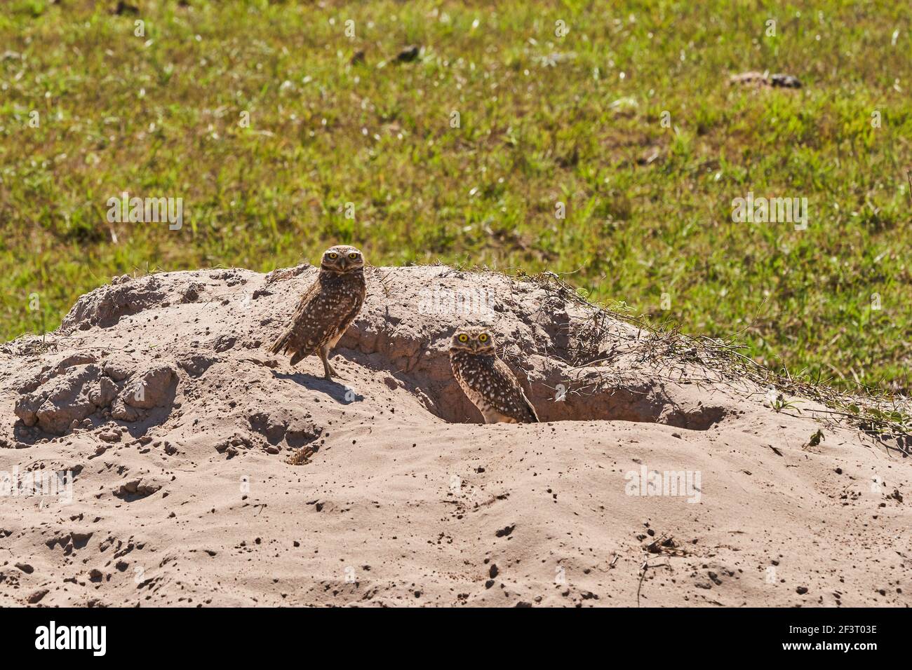 burrowing owl, Athene cunicularia, sitting at their den in the Pantanal ...