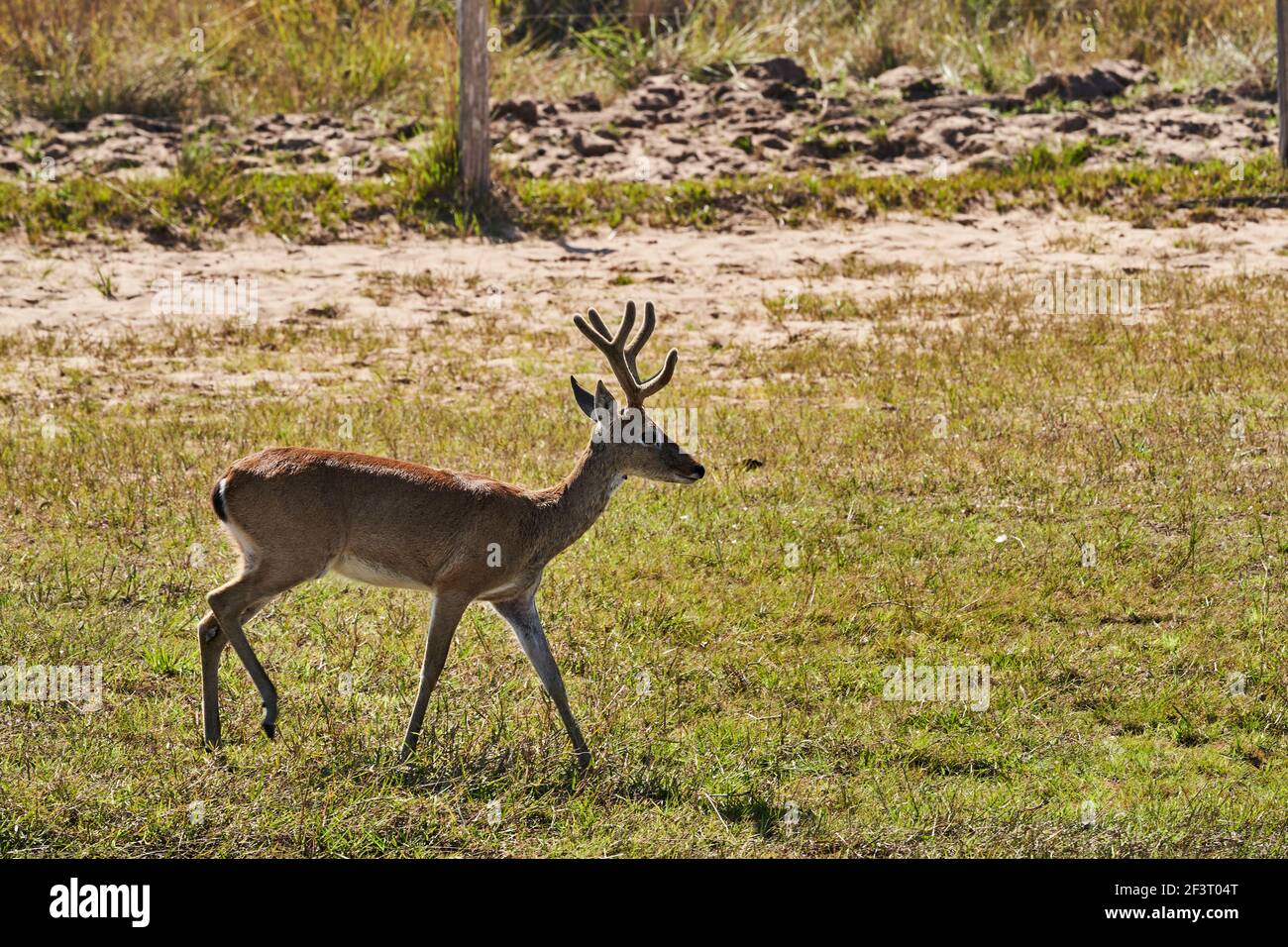Largest deer species from south america hi-res stock photography and ...