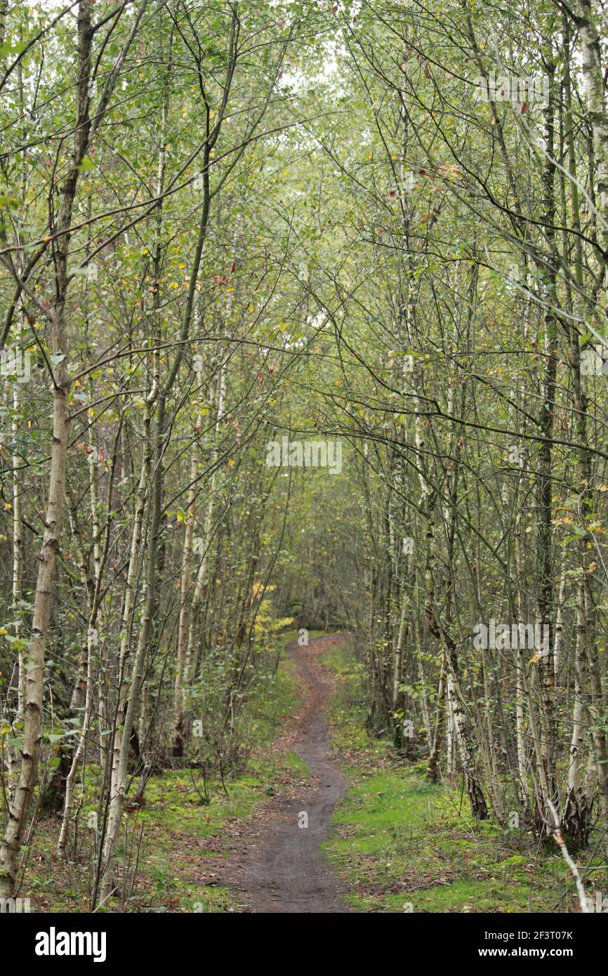 Long narrow road surrounded hi-res stock photography and images - Alamy
