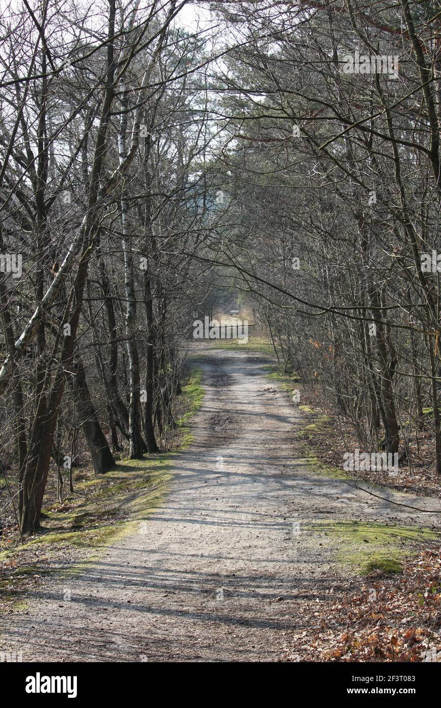 A beautiful view of a long narrow rural road surrounded by trees Stock ...
