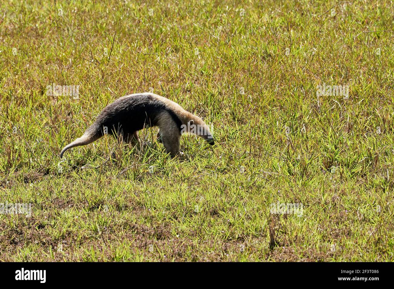 southern tamandua, Tamandua tetradactyla, also collared anteater or ...