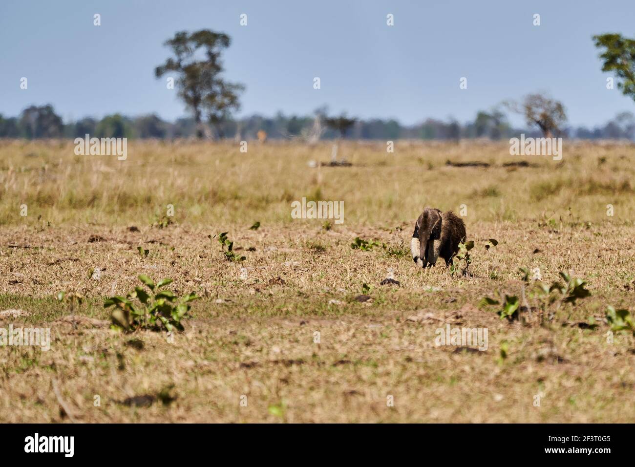 giant anteater walking over a meadow of a farm in the southern Pantanal ...