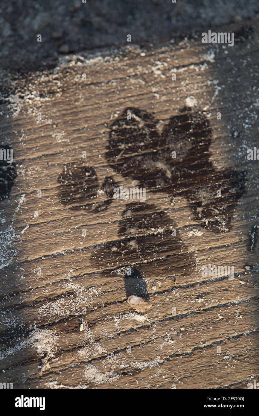 Closeup shot animal footprint trail hi-res stock photography and images ...
