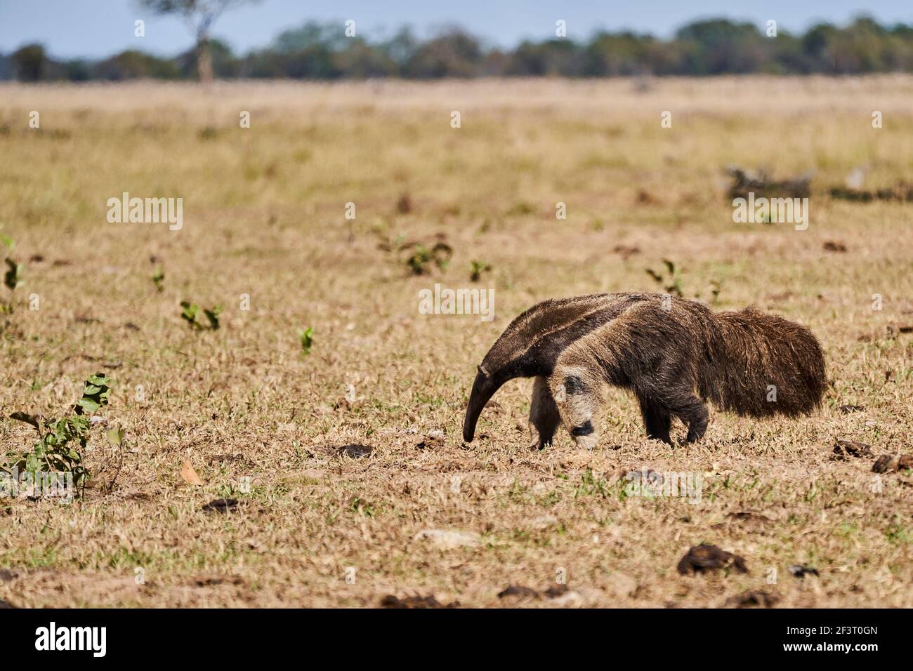 giant anteater walking over a meadow of a farm in the southern Pantanal ...