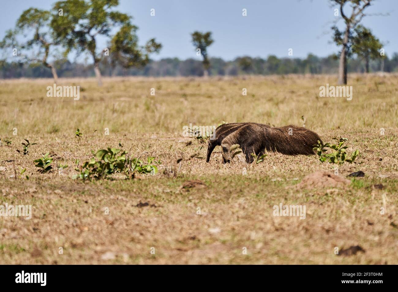 giant anteater walking over a meadow of a farm in the southern Pantanal ...