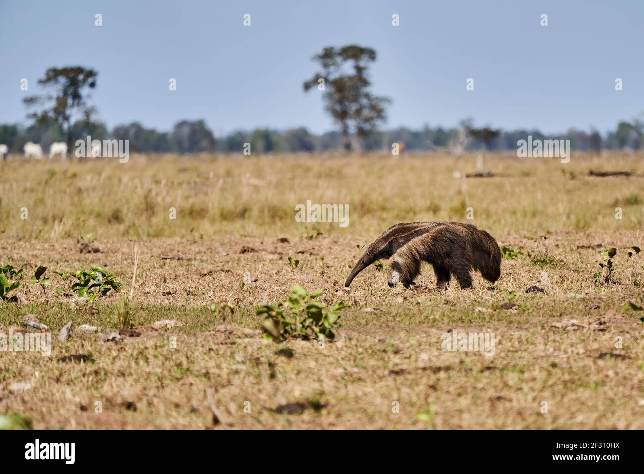 Myrmecophaga tridactyla argentina hi-res stock photography and images ...