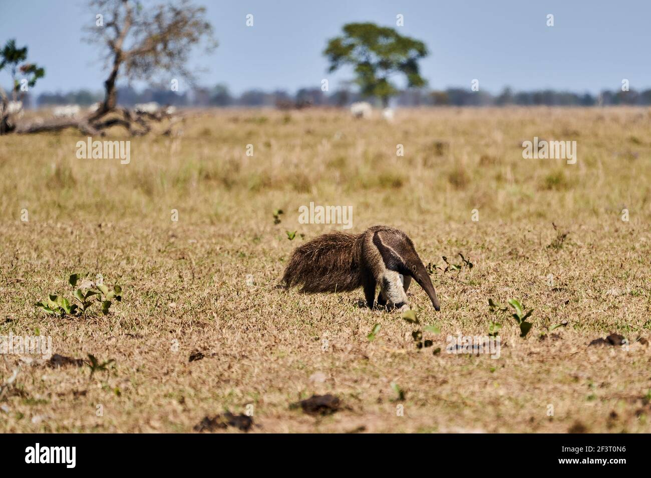 giant anteater walking over a meadow of a farm in the southern Pantanal ...