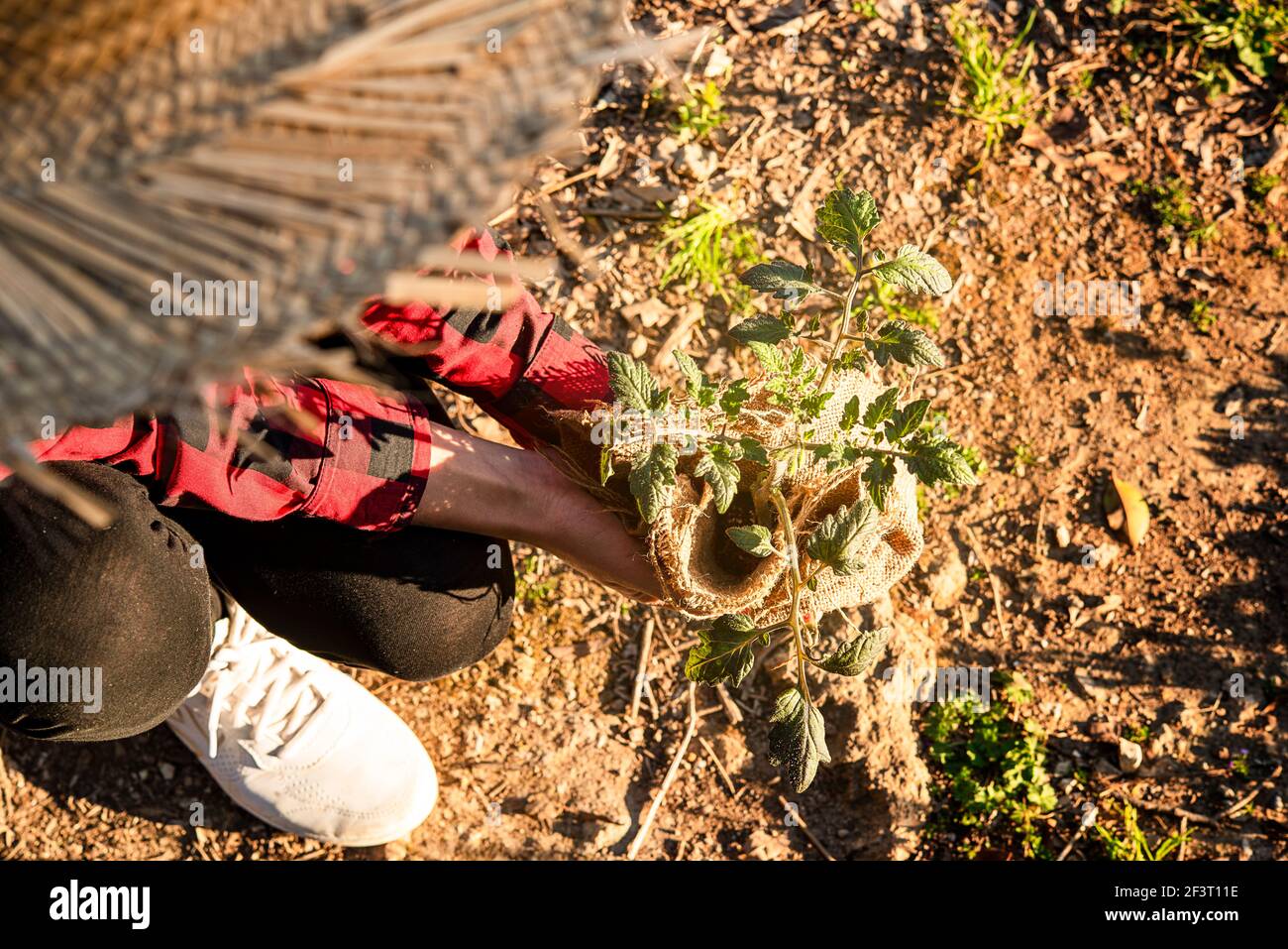 top view of a farmer planting a tomato plant concept of sustainability ...