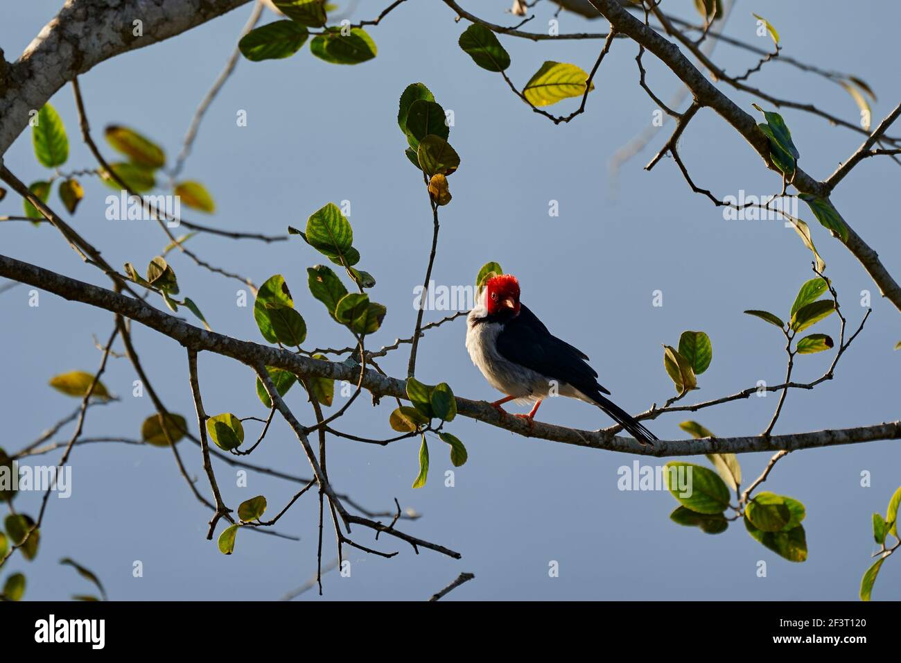 The yellow billed cardinal, Paroaria capitata, is a songbird, and sub ...