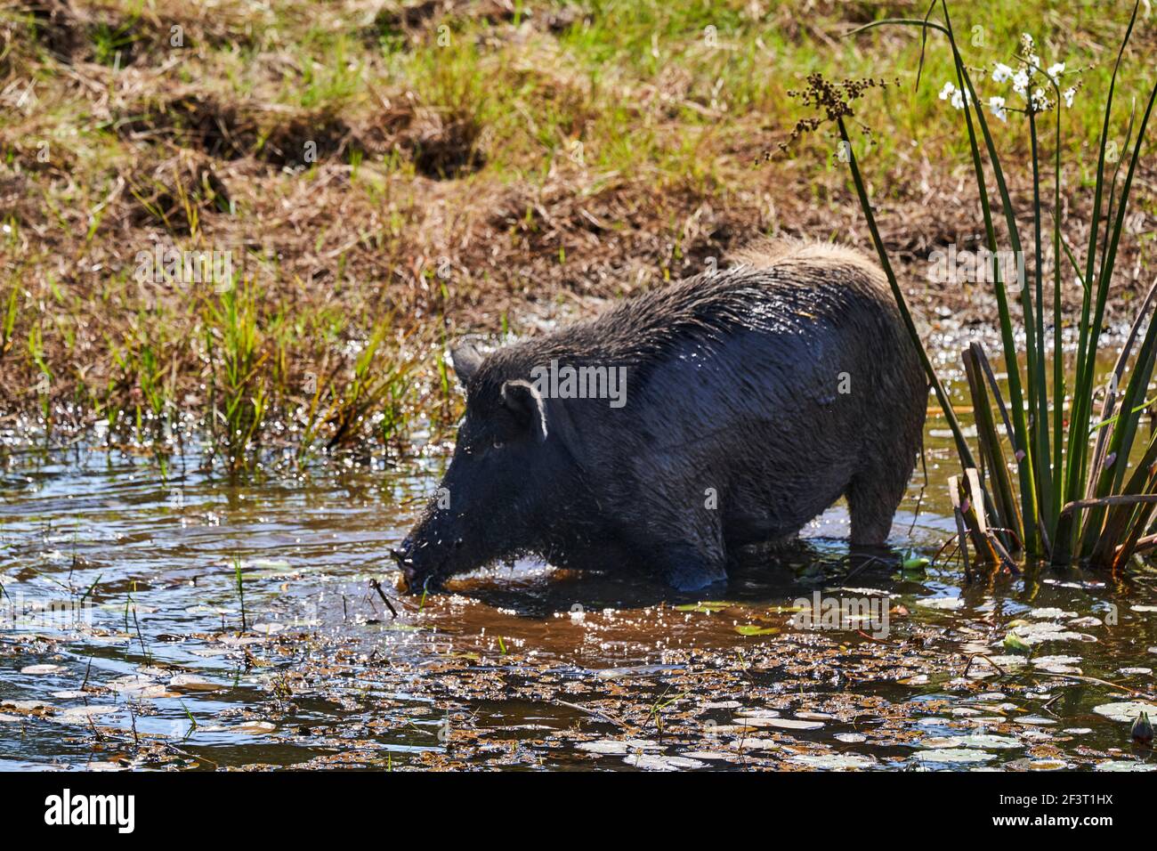 wild boar standing in a little pond in the wetlands of the pantanal ...